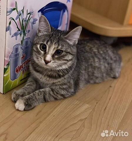 Маруся ищет дом
