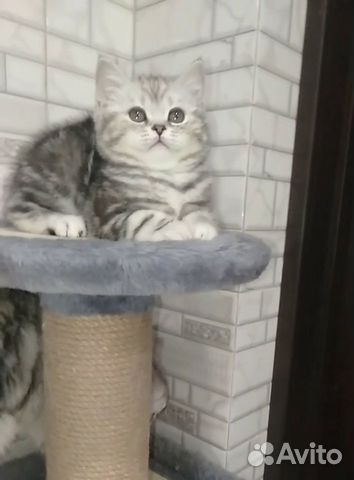 Шотлская девочка