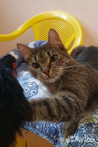 Полосатая красавица