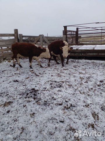Продам две стельные телки