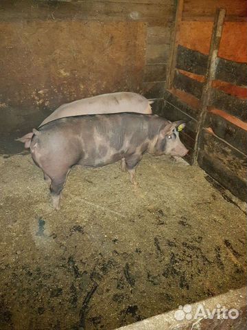 Поросята Пьетрен