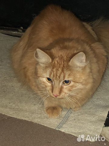 Кот Рыжик, 5 мес. Не стало хозяина, ищем доброе се