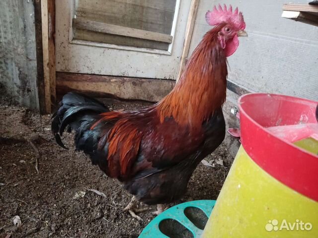 Петух Кучинский продам, обменяю