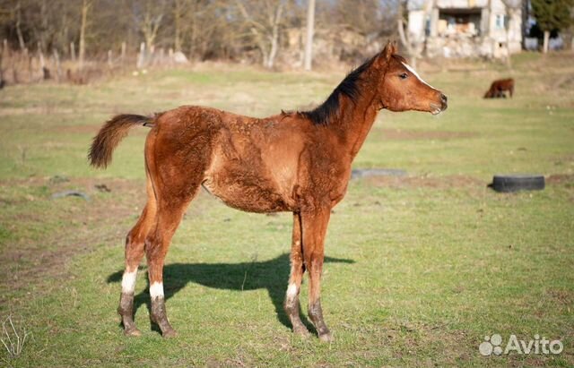 К продаже предлагается арабская кобылка