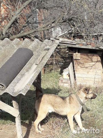 Крупный молодой песик