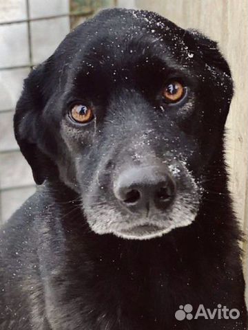 Скромная Габи ищет хозяина