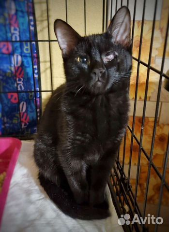 Необычная кошечка с изюминкой