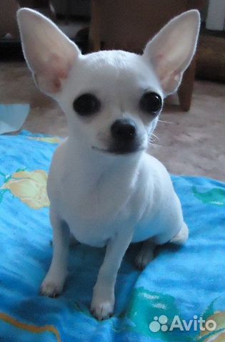 Продам щенков