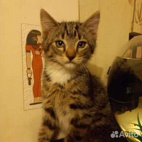 Котенок Костик в добрые руки