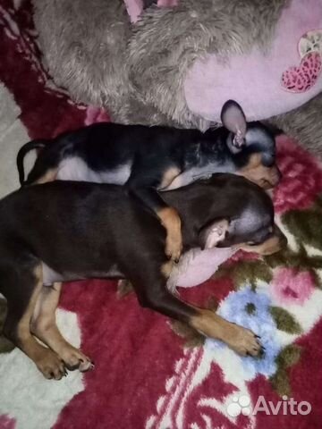 Щенки русский той-терьер