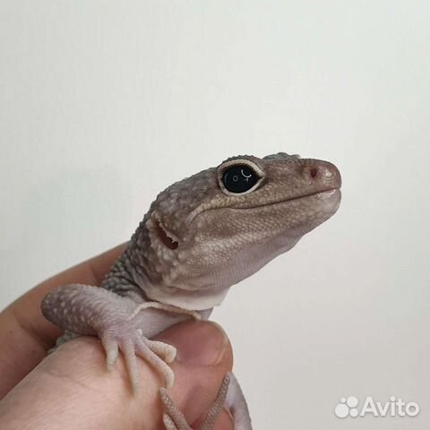 Эублефар