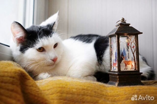 Кошечка в добрые руки