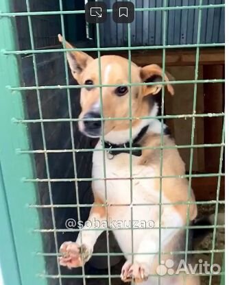 Собака Майя