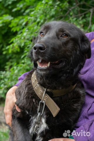 Умный држелюбный пес (собака кобель) мечтает осемь