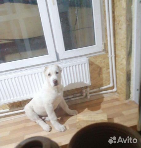 Среднеазиатская овчарка алабай щенок кабель 3 меся