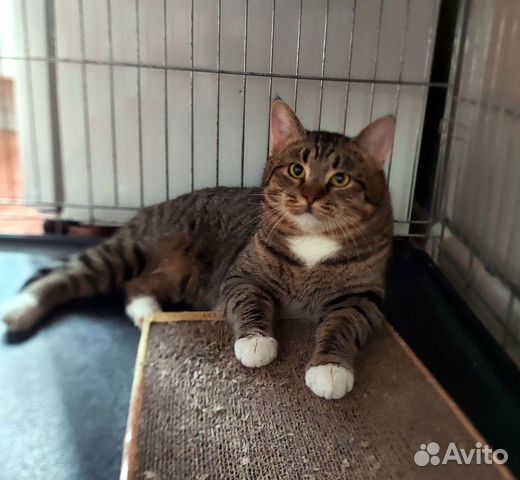 Молодой котик Кузя в дар