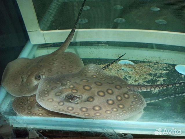 Скаты Моторо