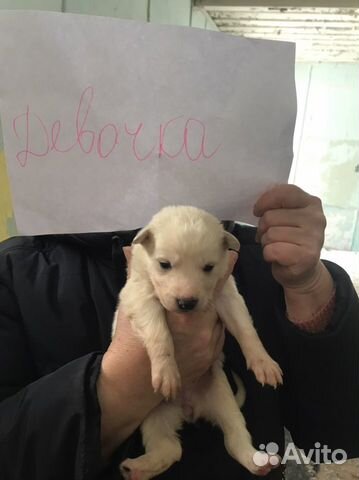 Щенки бесплатно