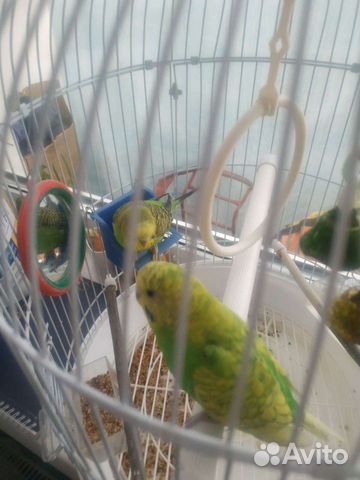 Попугаи в добрые руки