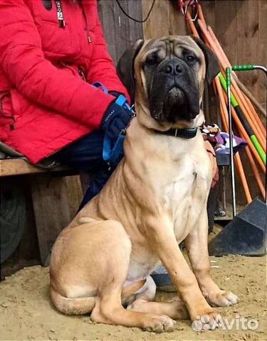 Щенки бульмастифа