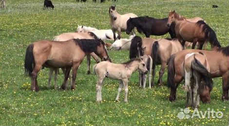 Жеребят 2019г.р