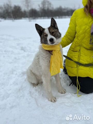 Метис лайки. Забери меня домой