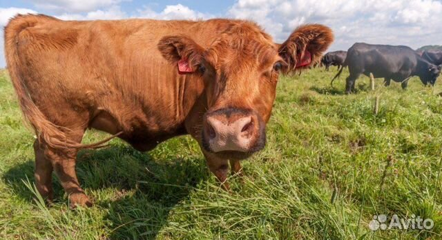 Телочка 8 месяцев