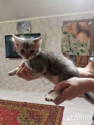 Мраморный бенгал голубой