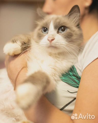 Котик Лорик