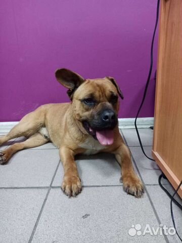 Собака в добрые руки