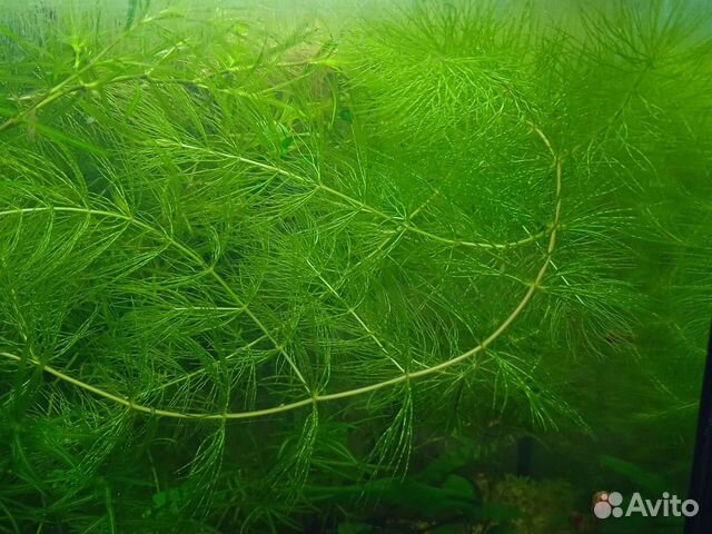 Роголистник, ряска. Аквариумные растения
