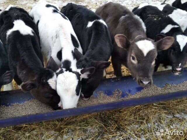 Бычки телята