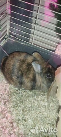 Декоративные кролики