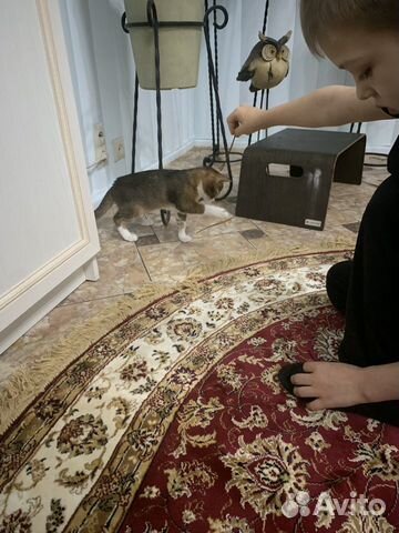 Абиссинский котёнок