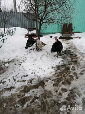 Индюки индюшки индейки