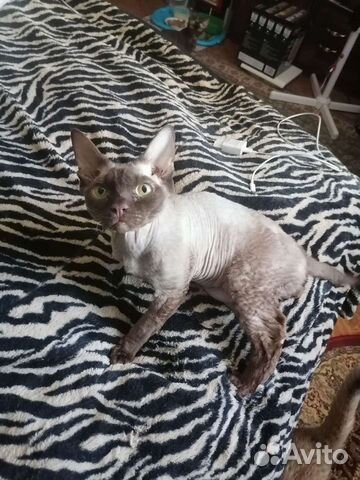 Котик Девон рекс