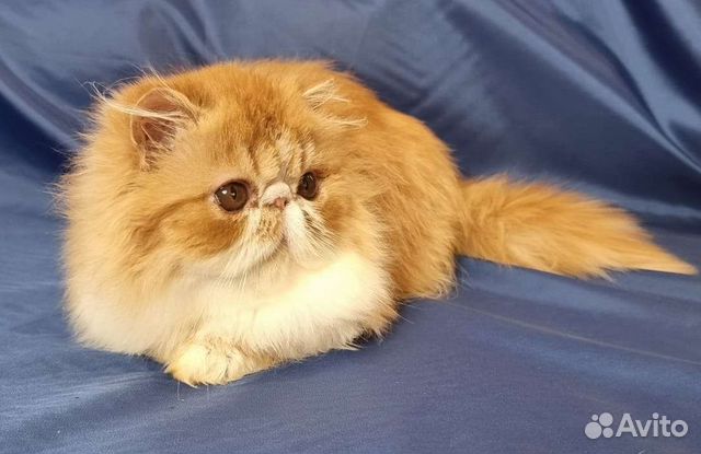 Персидская