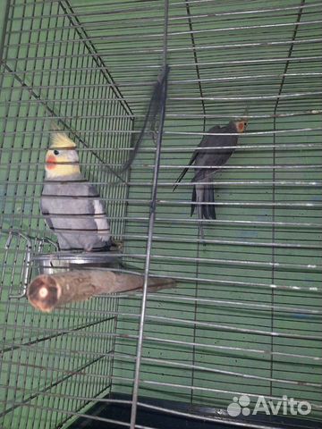 Попугай корелла