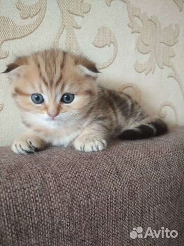 Шотландская мраморная девочка