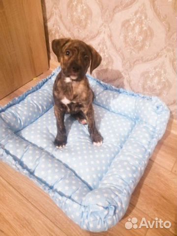 Стаффордширский терьер