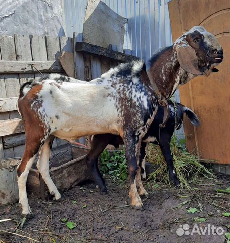 Нубийский козел