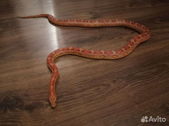 Маисовые полозы