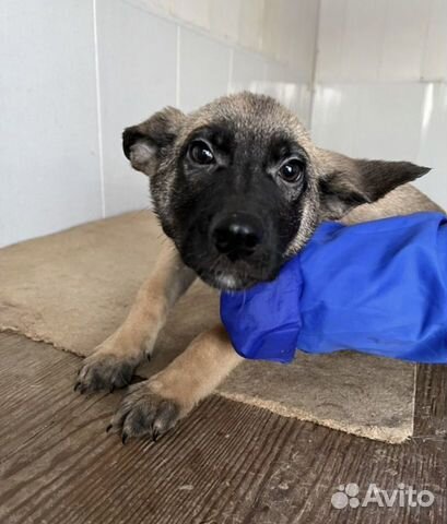 Бельгийская овчарка