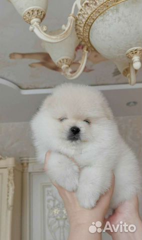 Мальчик мишка померанец