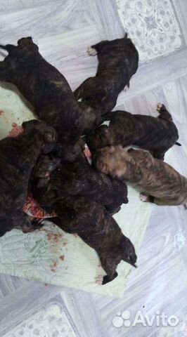 Домашние животные собаки