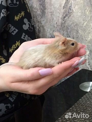 Белка дегу