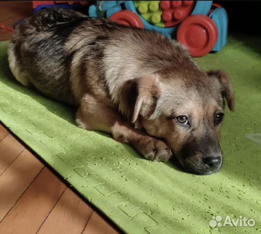 Коротколарик Клёпа