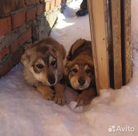 Щенки-мальчики 3,5 месяца