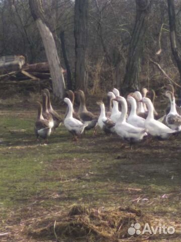 Гусиные яйца