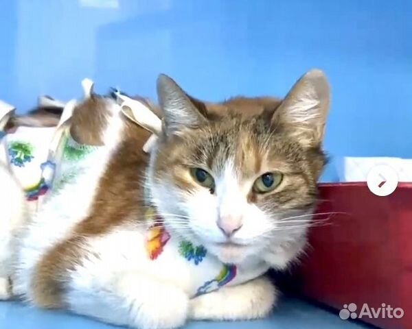 Трёхцветной кошке некуда идти после стерилизации